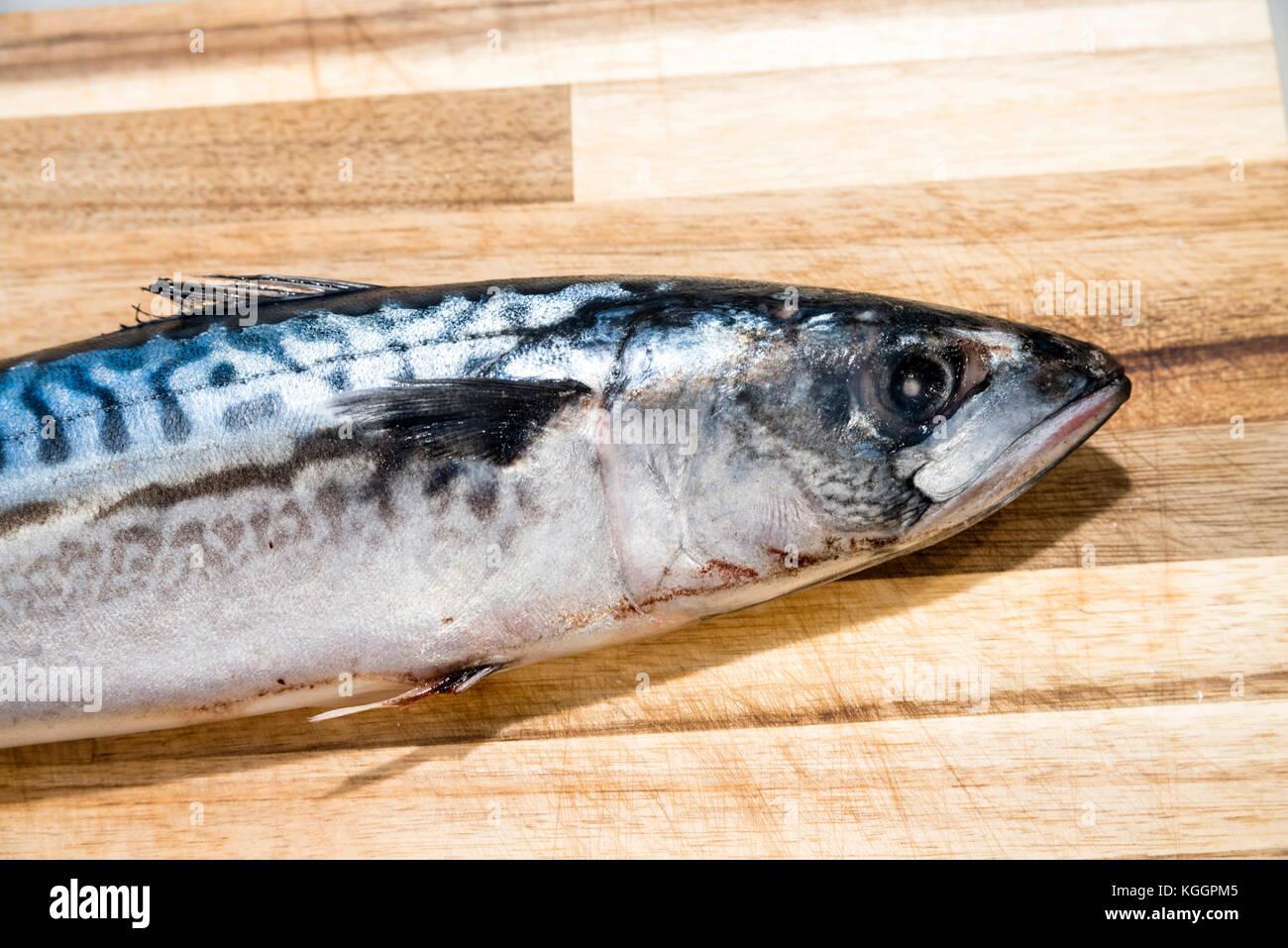 Mackerel fish hi-res stock photography and images - Alamy