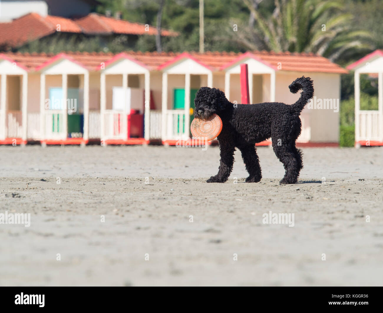 black poodle dog with disc in mouth playing frisbee on the beach Stock ...
