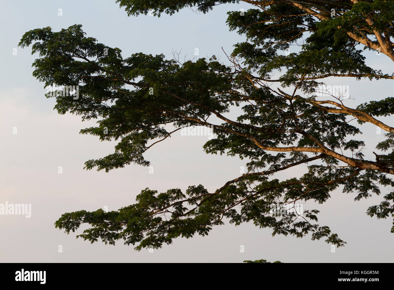 Tree, Africa Angola Stock Photo - Alamy