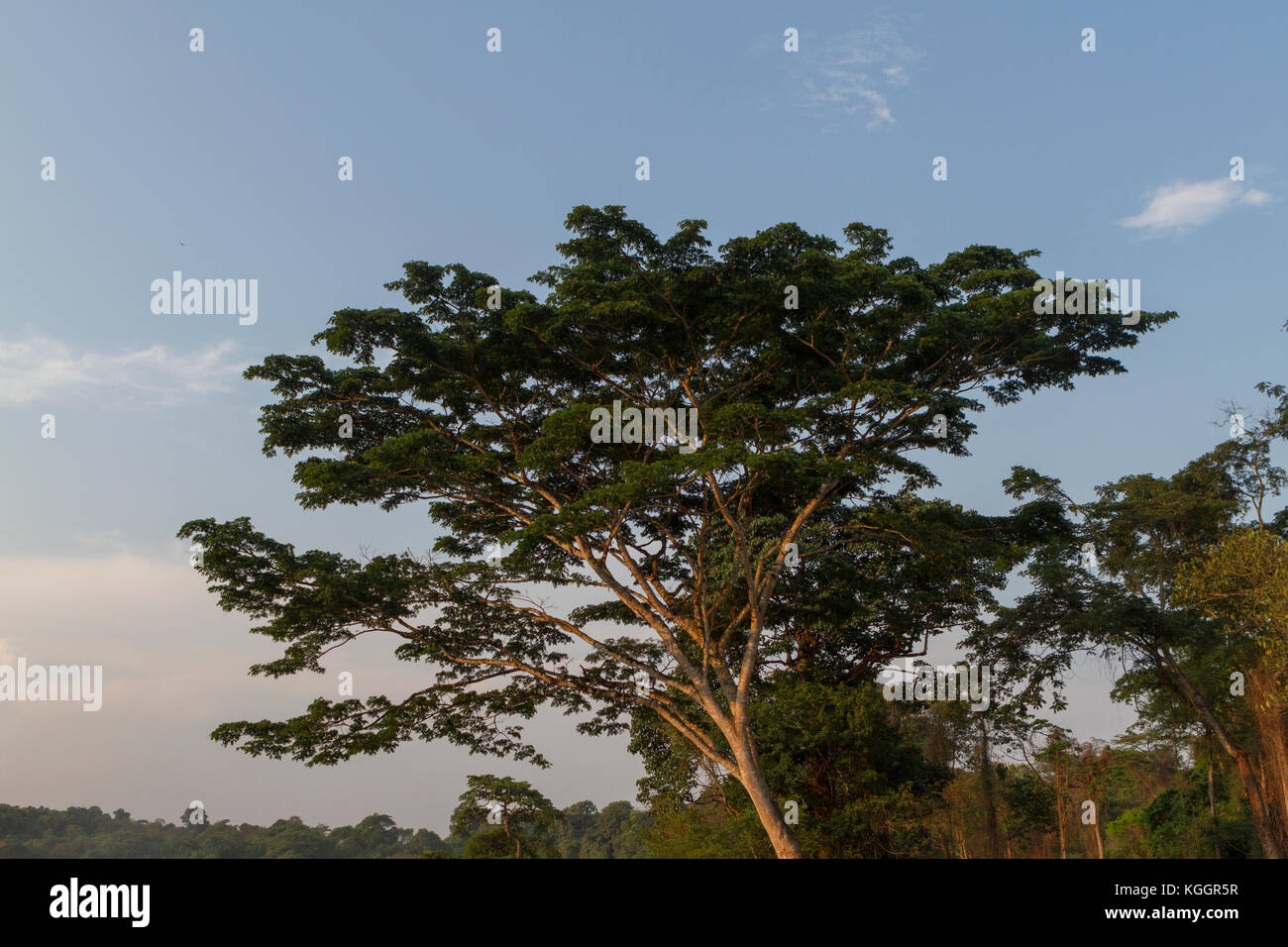 Tree, Africa Angola Stock Photo - Alamy