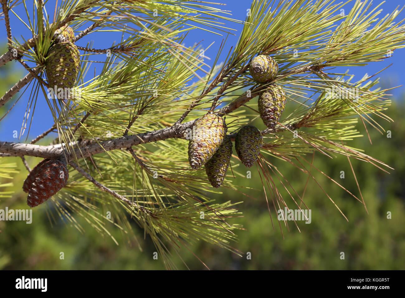 Coniferous trees in forest / Needles close-up Stock Photo - Alamy