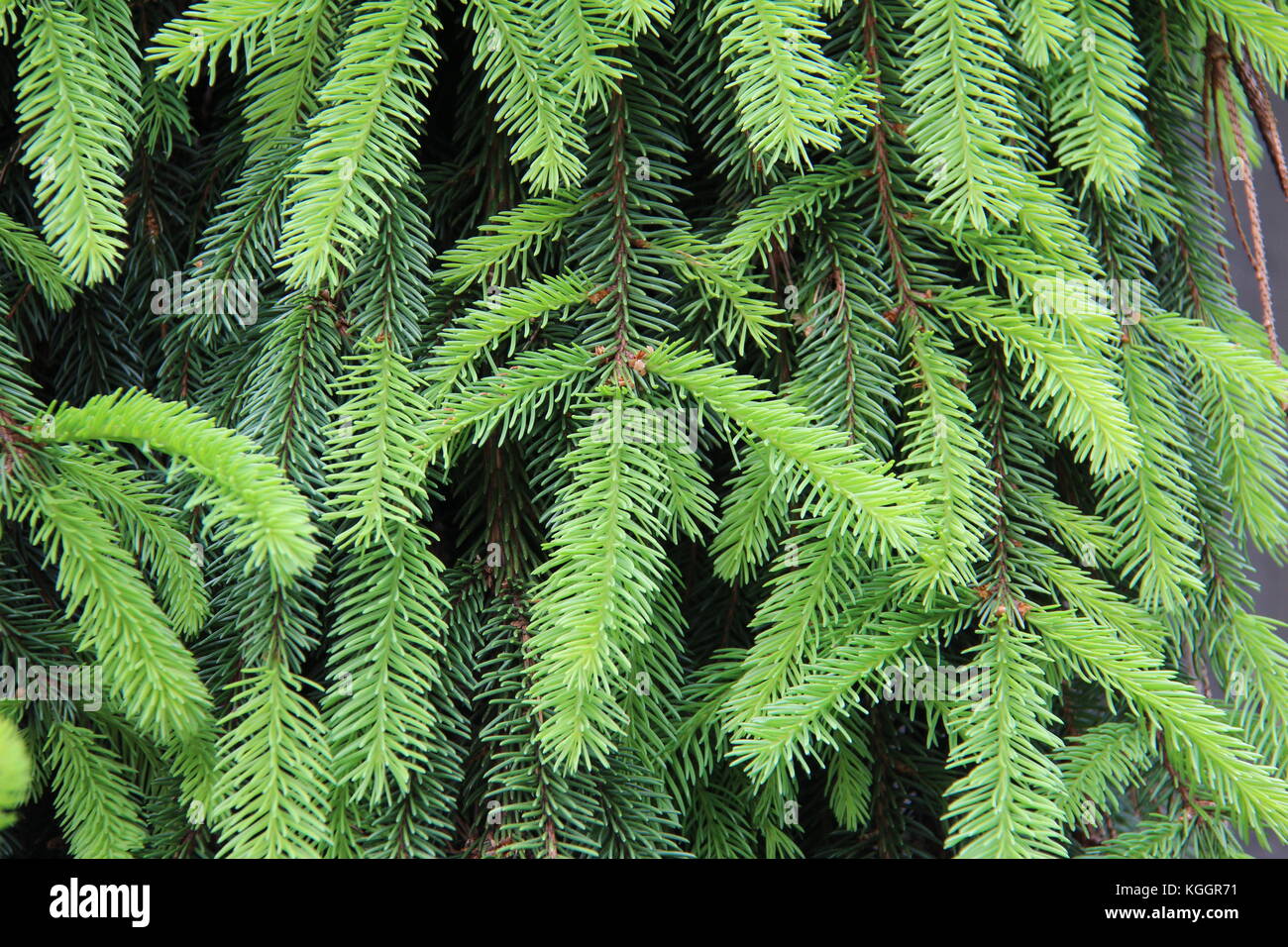 Coniferous trees in forest / Needles close-up Stock Photo - Alamy