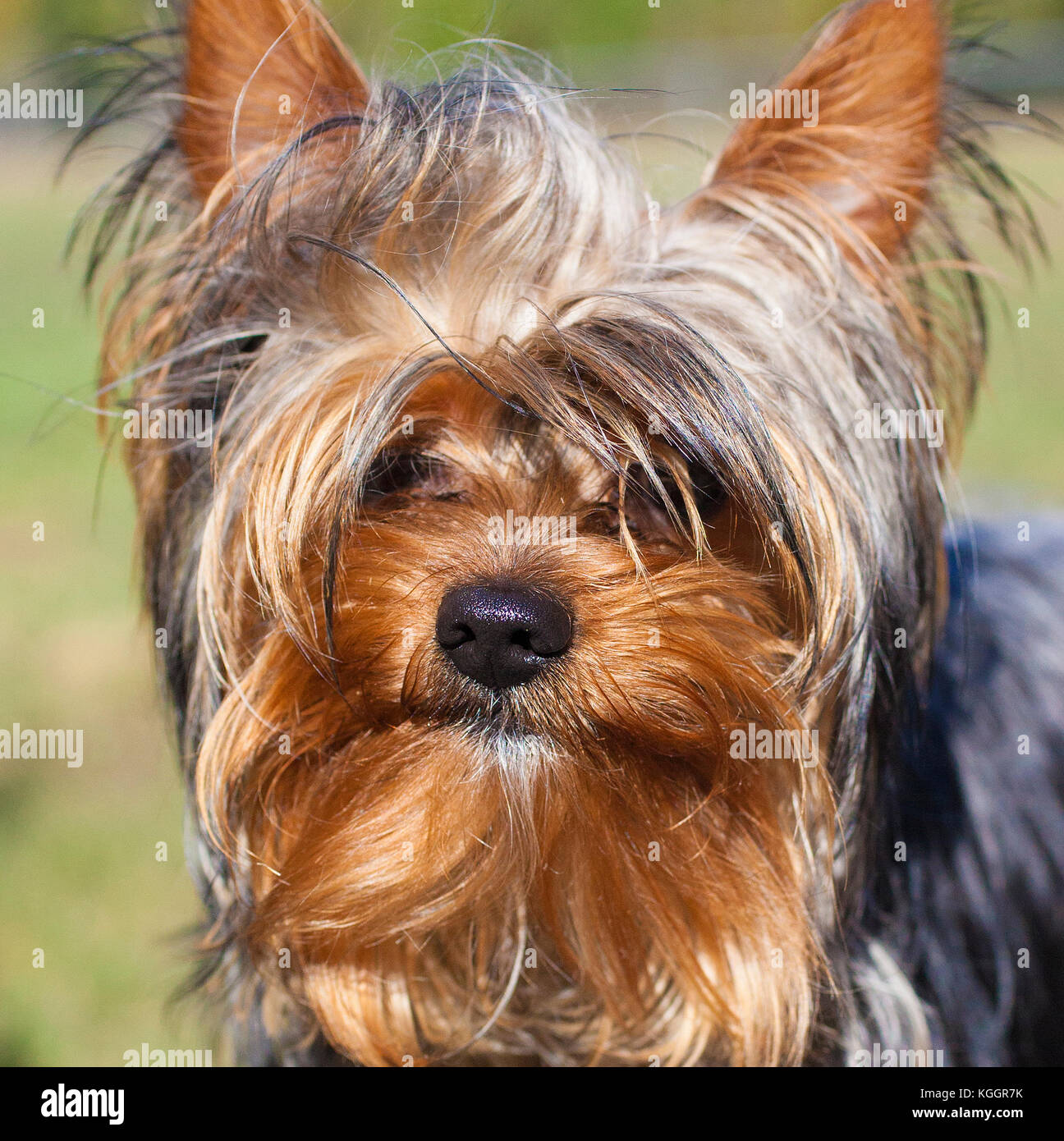 Yorkshire terrier outside and looking into the camera Stock Photo - Alamy