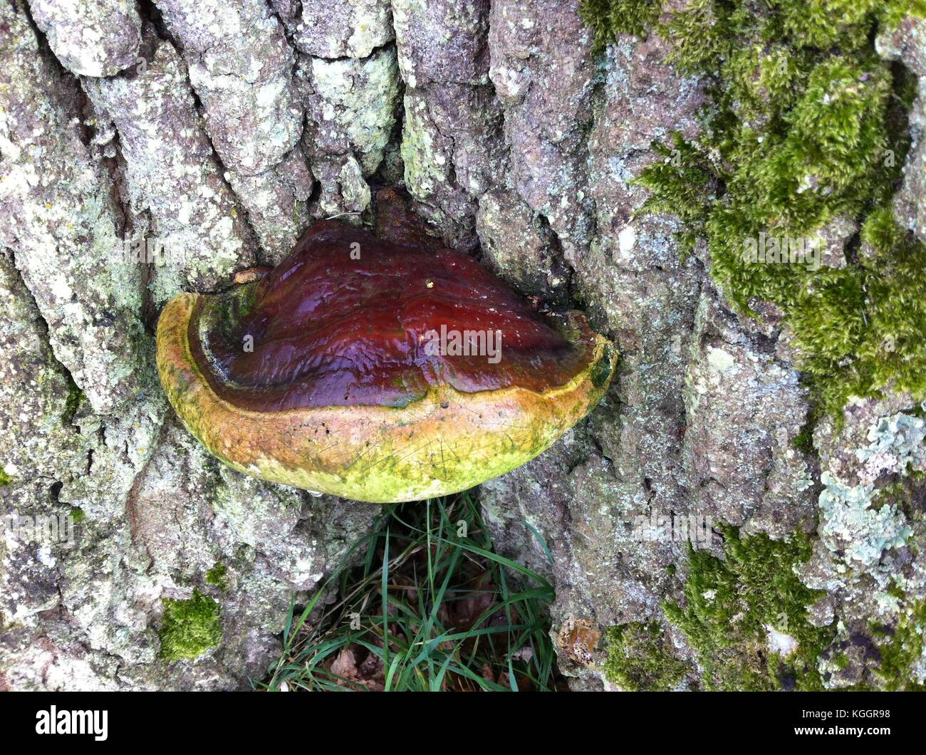 BEEFSTEAK FUNGUS Fistulina hepatica. Photo: Tony Gale Stock Photo - Alamy
