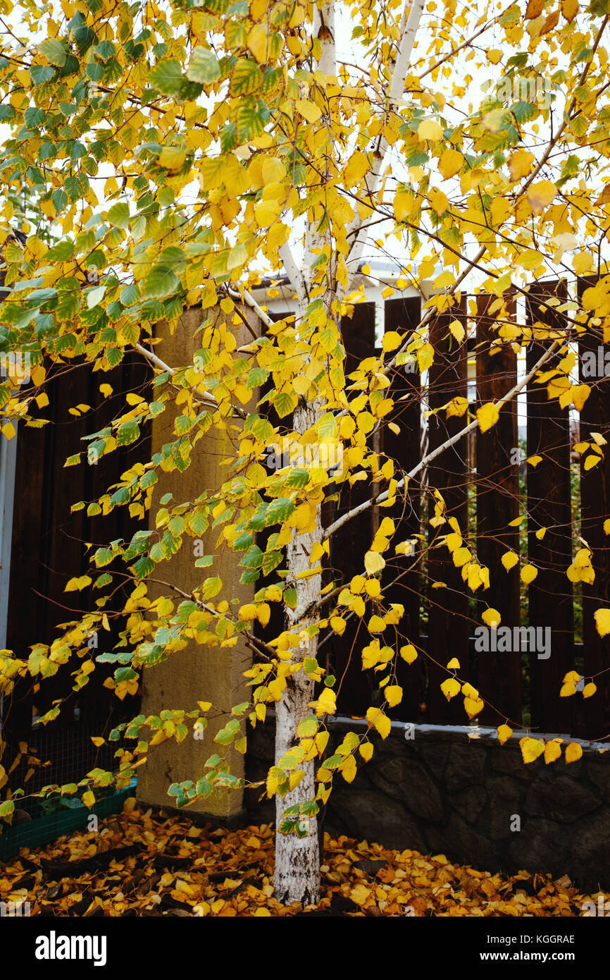 Single birch tree standing near wooden fence on autumn day Stock Photo ...