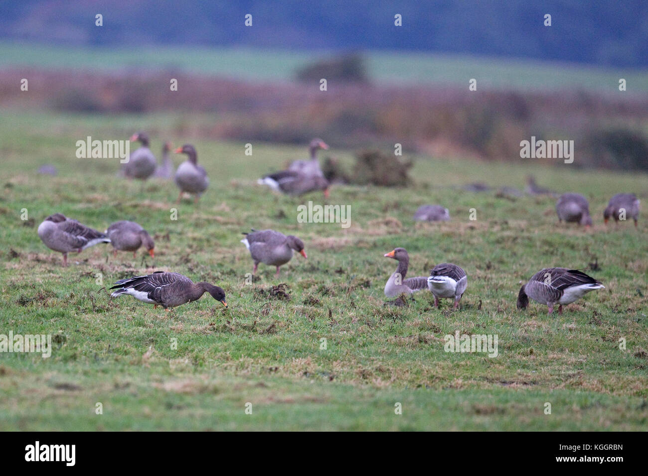Taiga Bean Goose (Anser fabalis fabalis) Norfolk UK November 2017 Stock ...