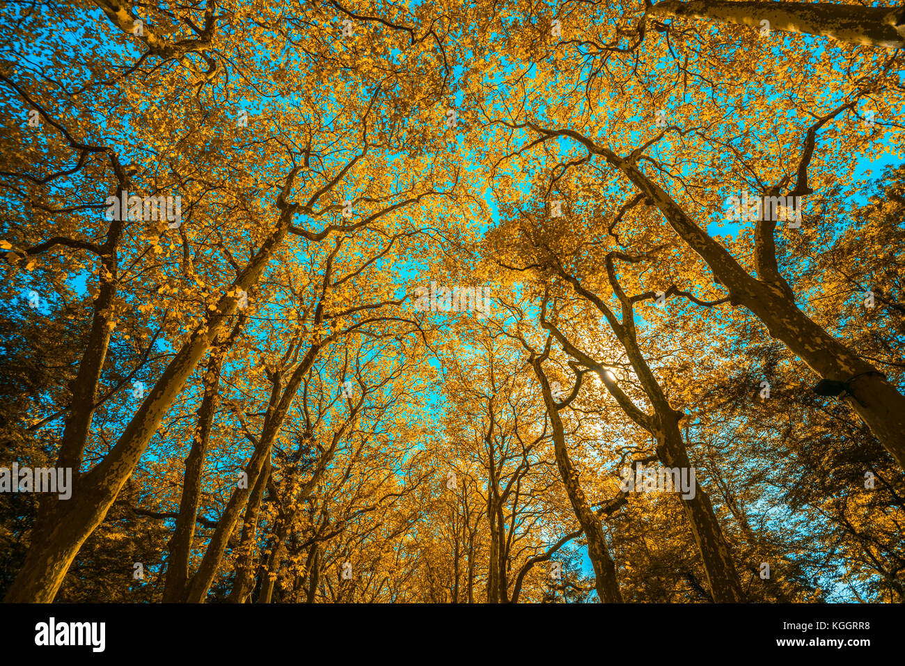 Autunm trees hi-res stock photography and images - Alamy