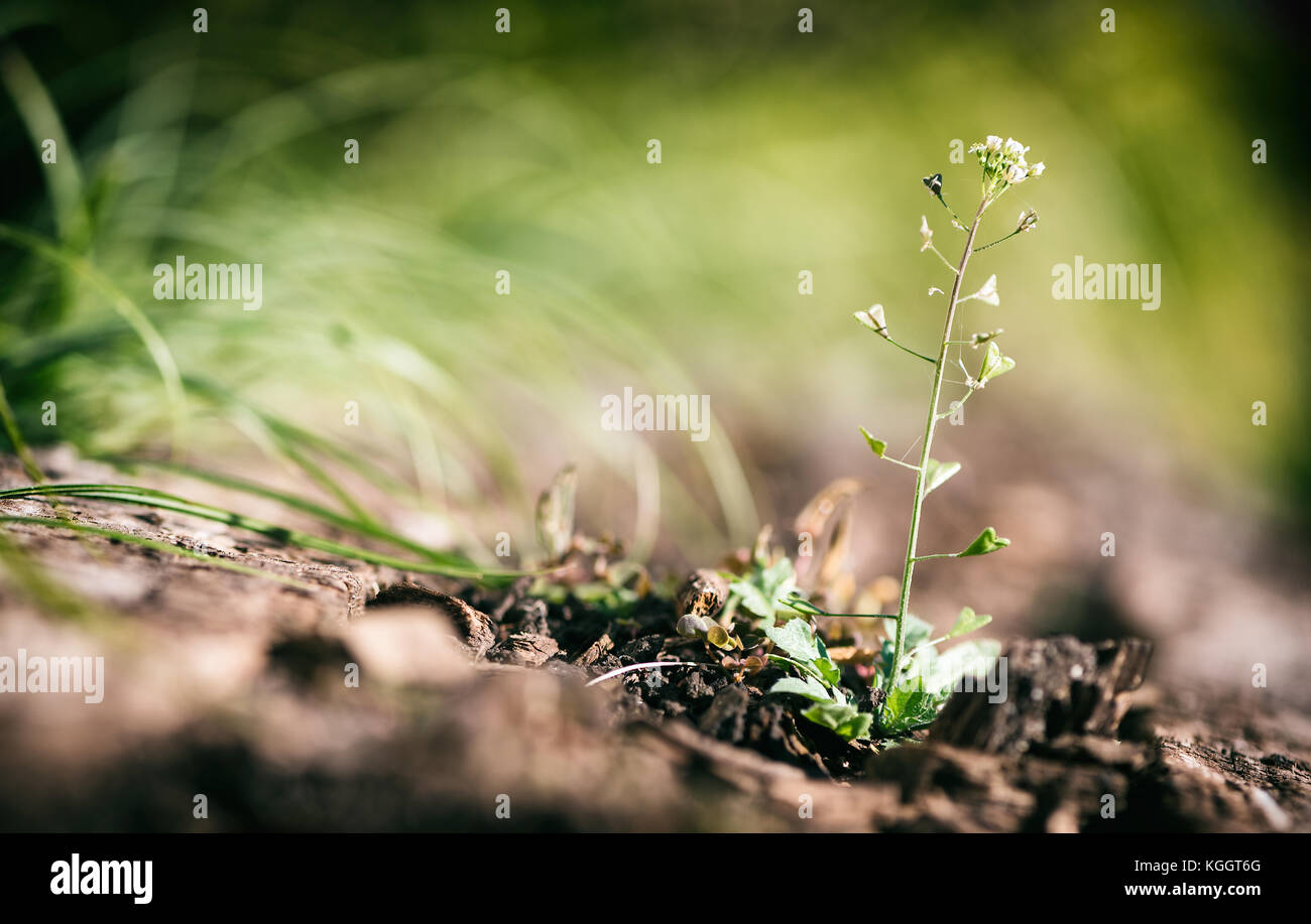 Growing flower from the ground Stock Photo - Alamy