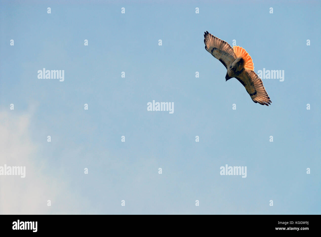 Red-tailed hawk flying up high against clear blue sky Stock Photo - Alamy