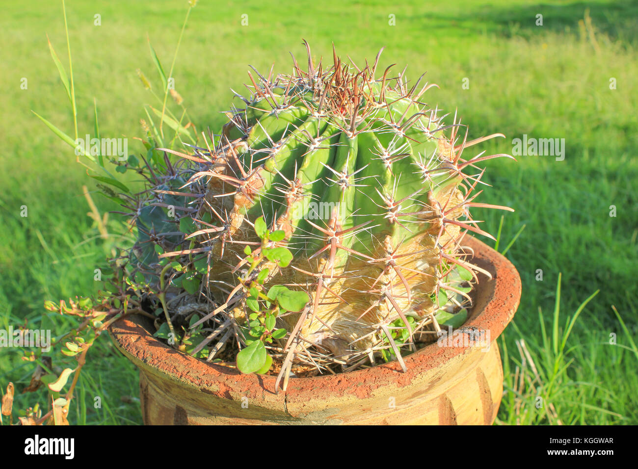 Cactus in clay pot Stock Photo - Alamy