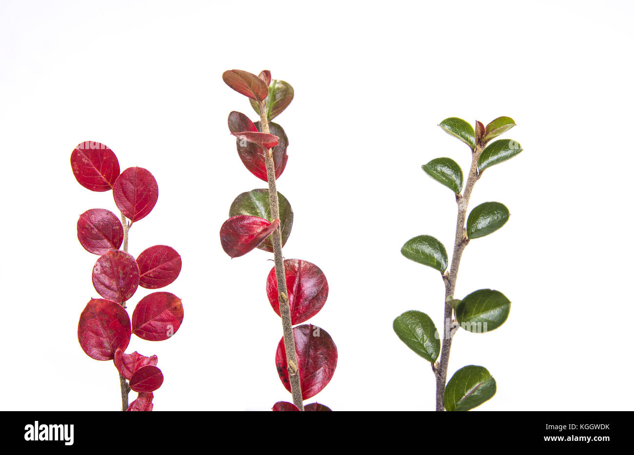 Green branch with leaves pick from the meadow in fall. Autumn scene ...