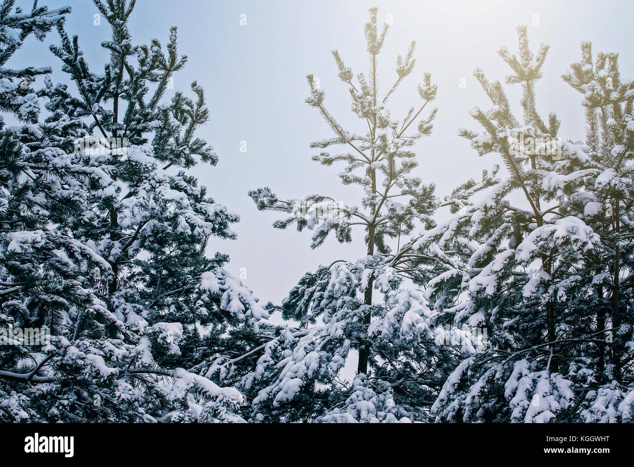 Winter tree covered with snow as background. Close up Stock Photo - Alamy