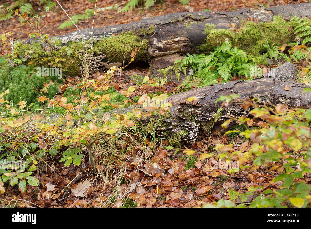 Turkey Tail Fungi (Trametes versicolor) on fallen trees, in woodland ...