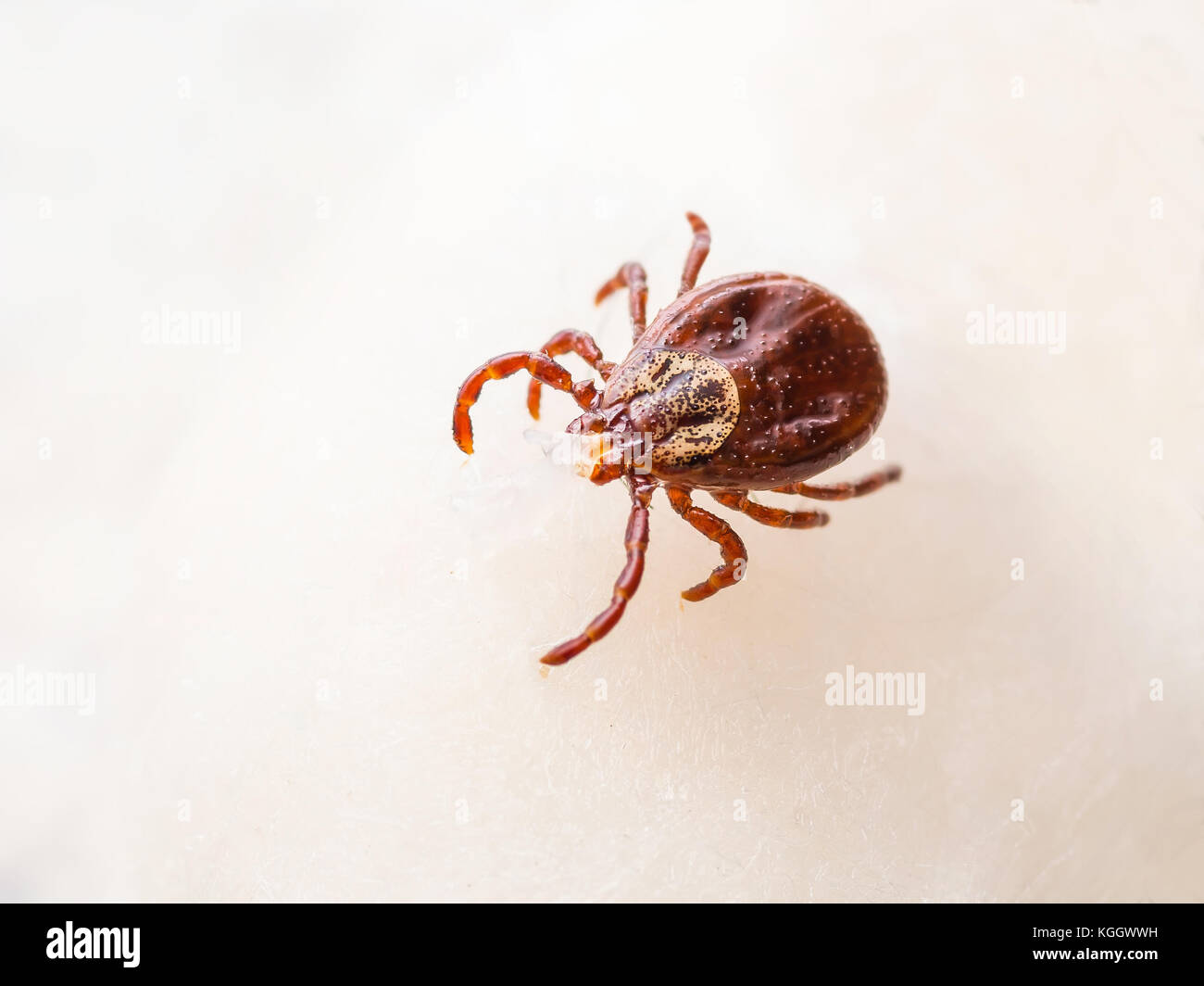 Tick insect hi-res stock photography and images - Alamy