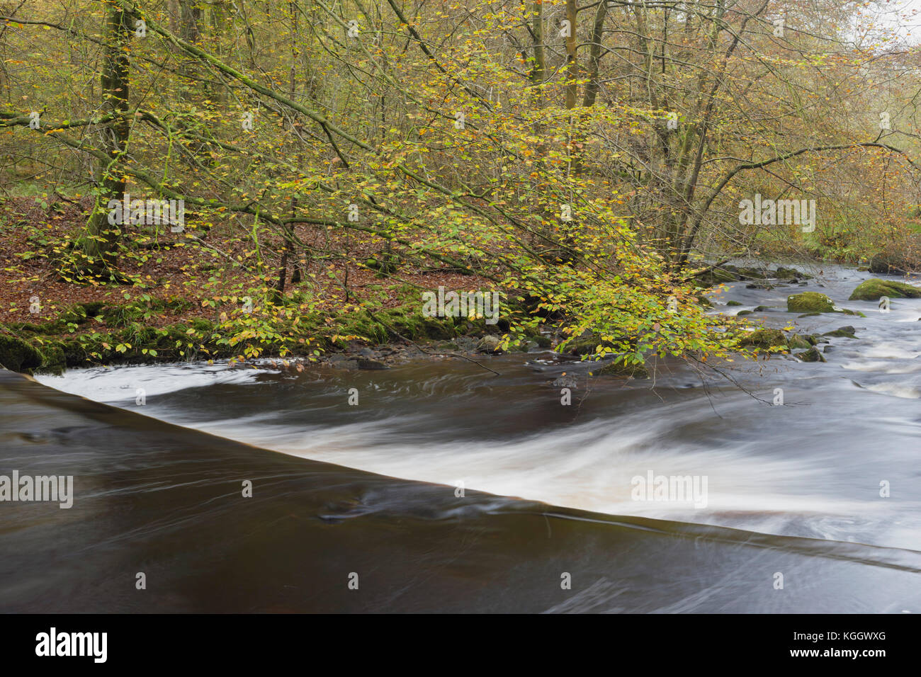 View of Hebden Water and Autumn colours, Hardcastle Crags, Hebden Dale ...