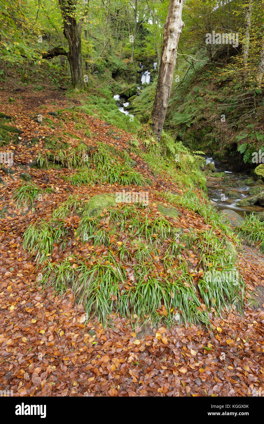View of waterfall and fallen leaves of Common Beech (Fagus sylvatica ...