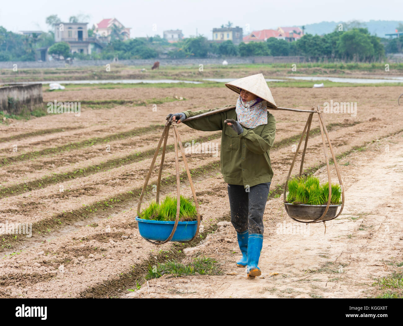 Asian paddy field hi-res stock photography and images - Alamy