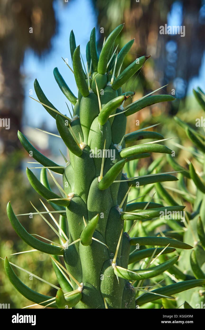 cactus growing on the Greek island of Corfu Stock Photo - Alamy