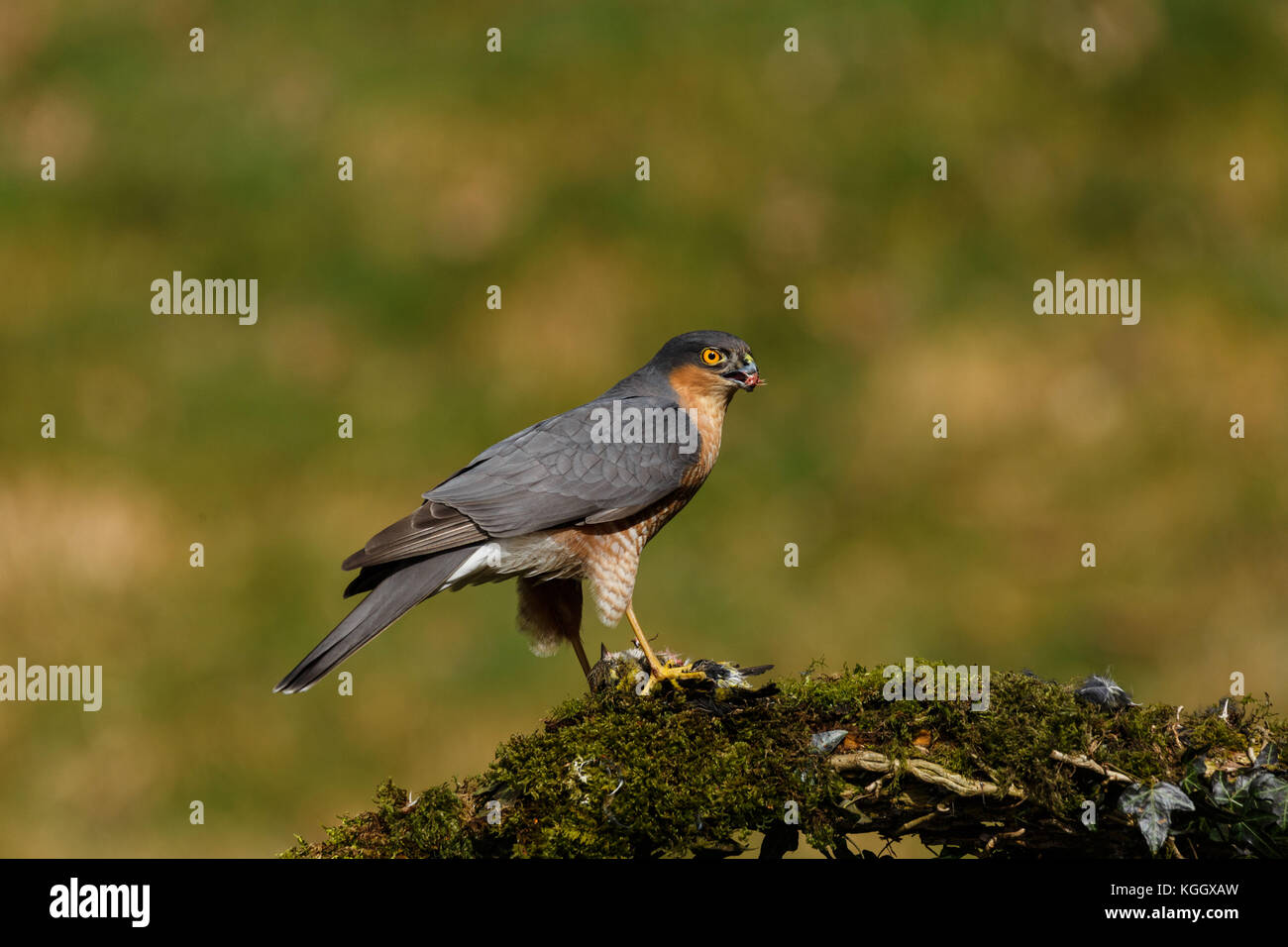 Sparrowhawk with prey Stock Photo - Alamy
