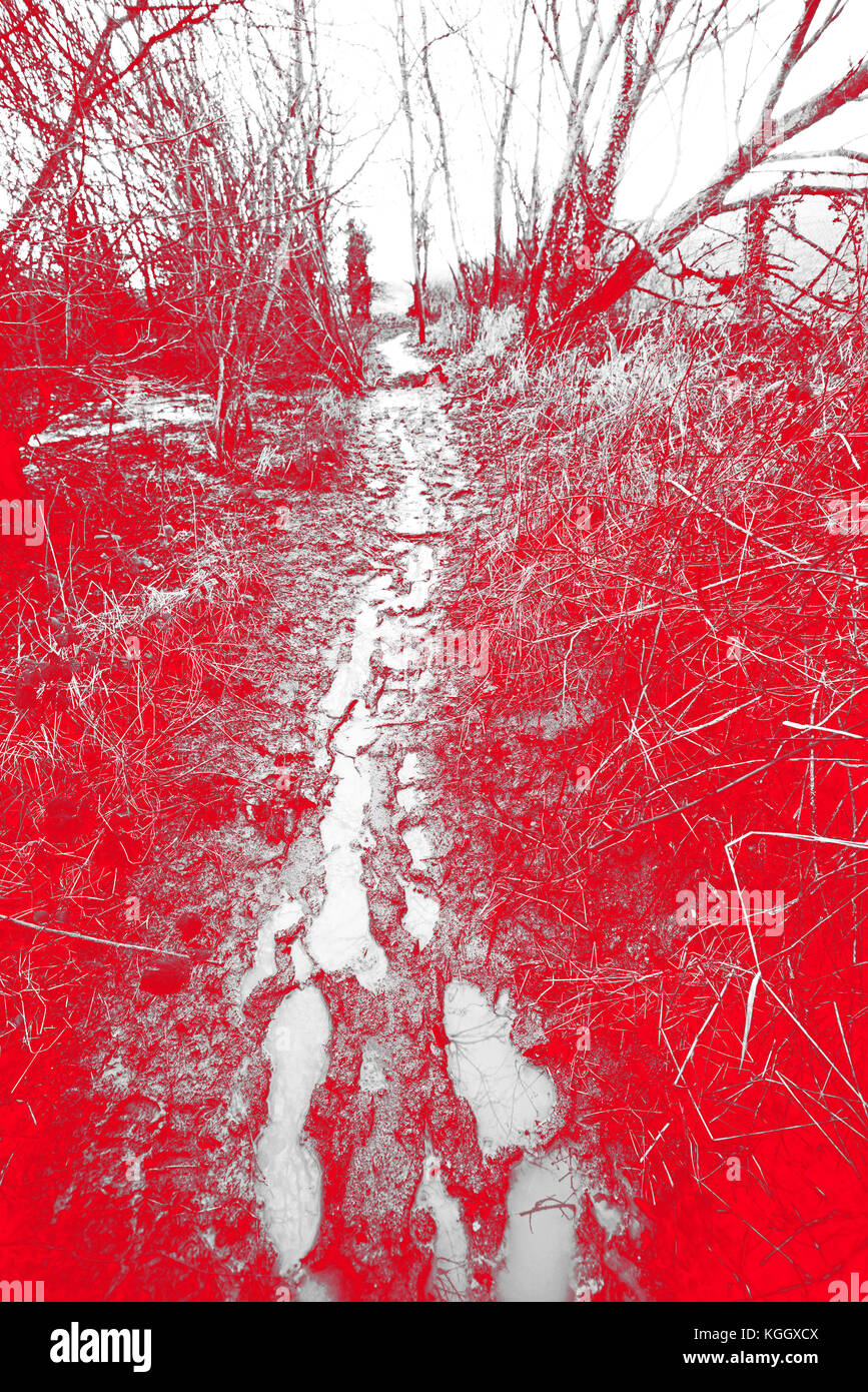 Red Path, Blue Path. Art Backgrounds showing nature in unusual colours ...