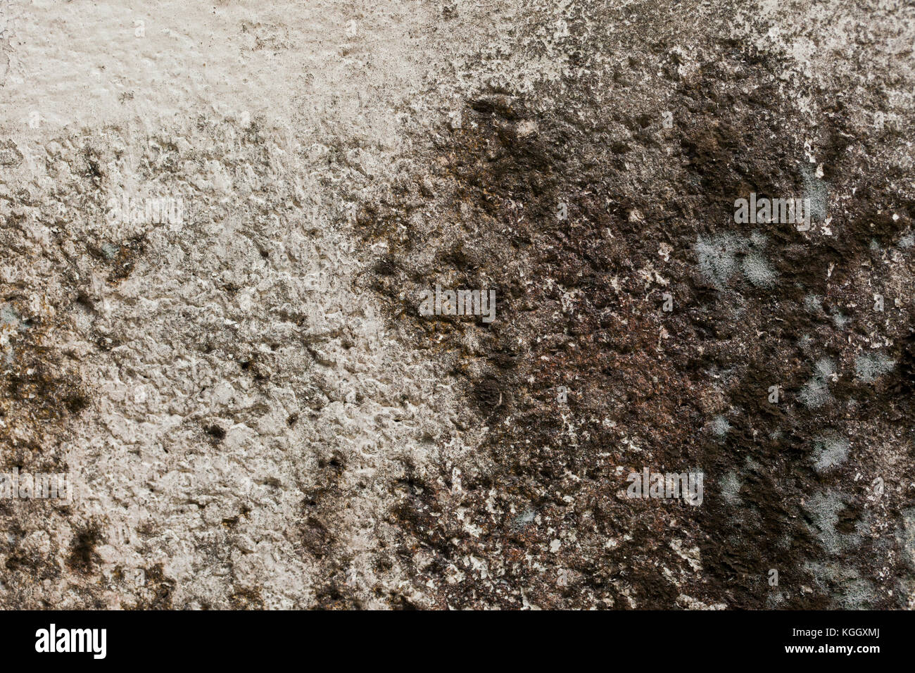 Fungus on the wall hi-res stock photography and images - Alamy
