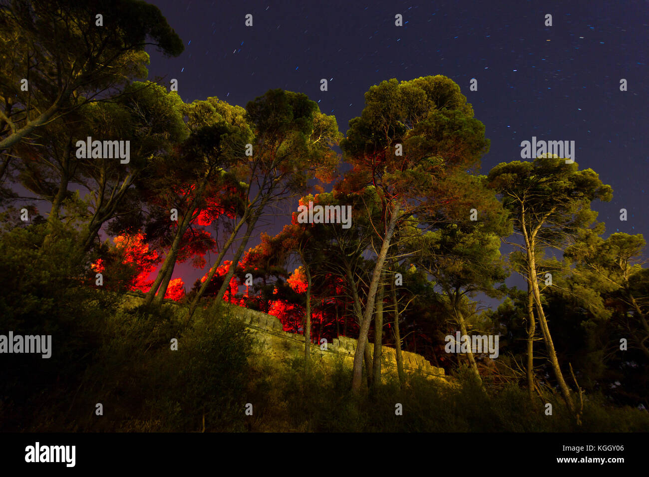 tall pine trees with red light coming from above Stock Photo - Alamy
