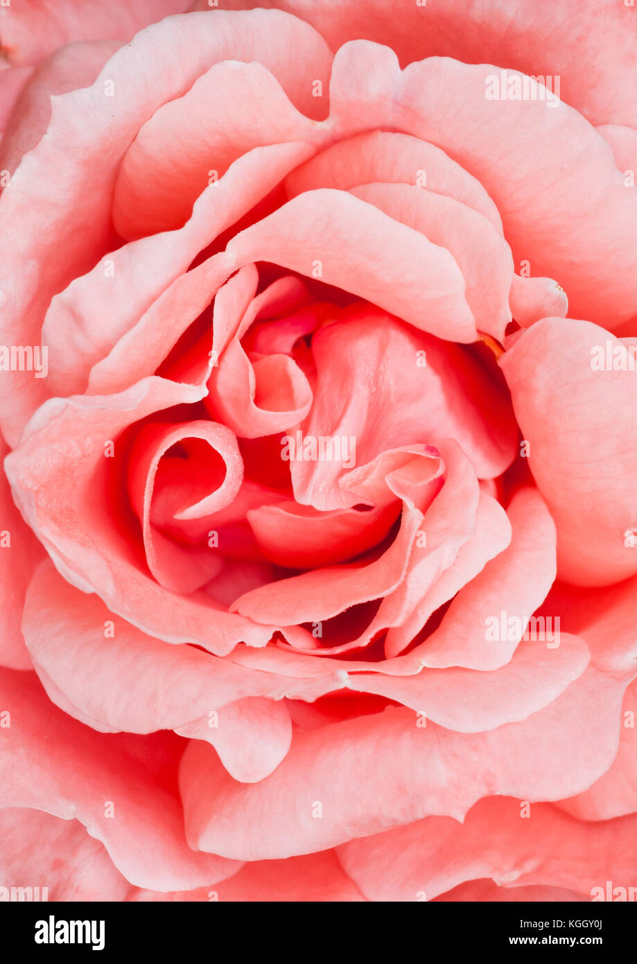 The pink beauty of a Queen Elizabeth rose Stock Photo - Alamy