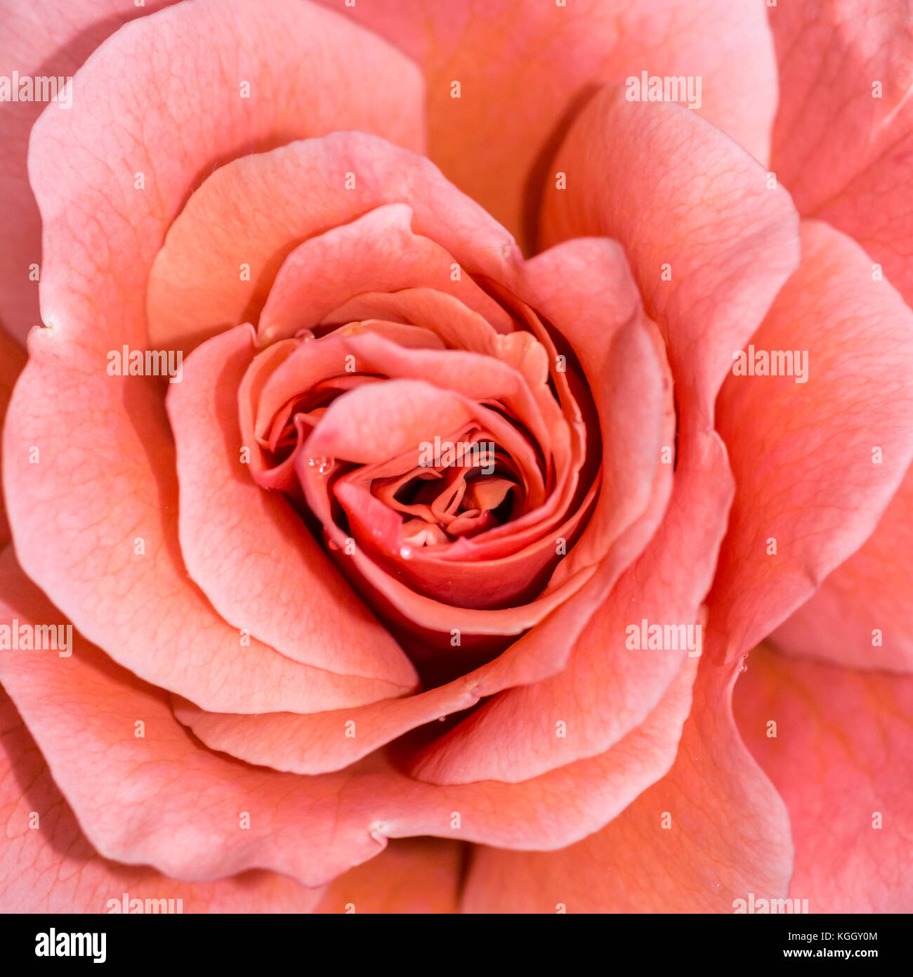 Rosa The Queen Elizabeth High Resolution Stock Photography and Images ...