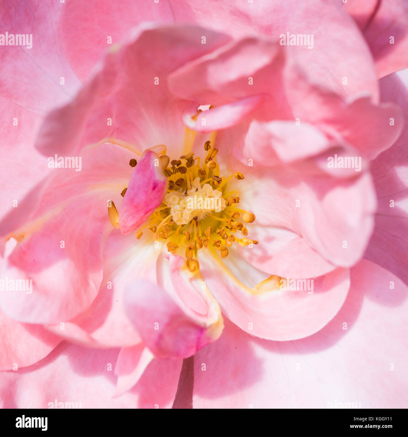 Pink queen hi-res stock photography and images - Alamy