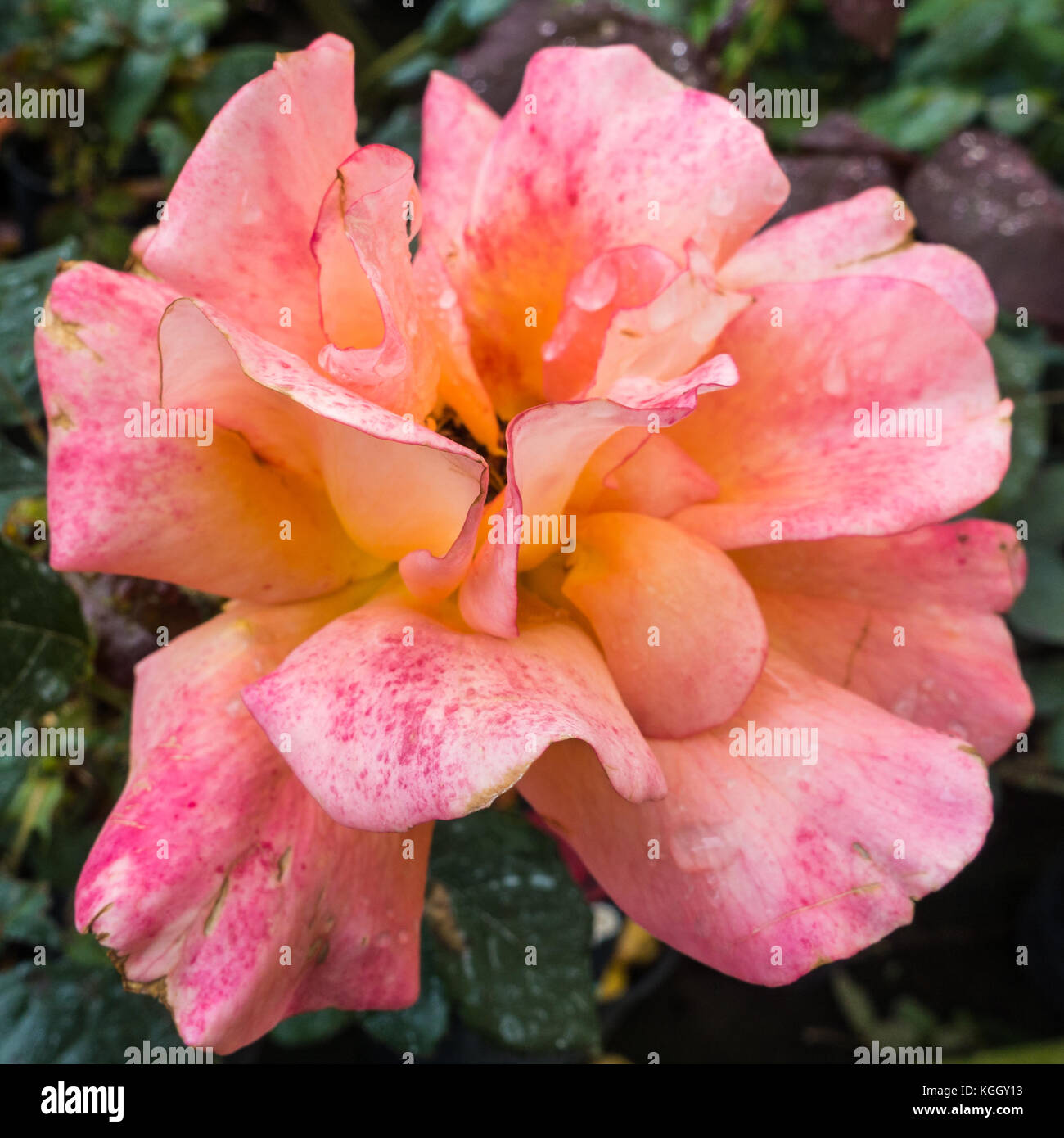 Pretty rose hi-res stock photography and images - Alamy