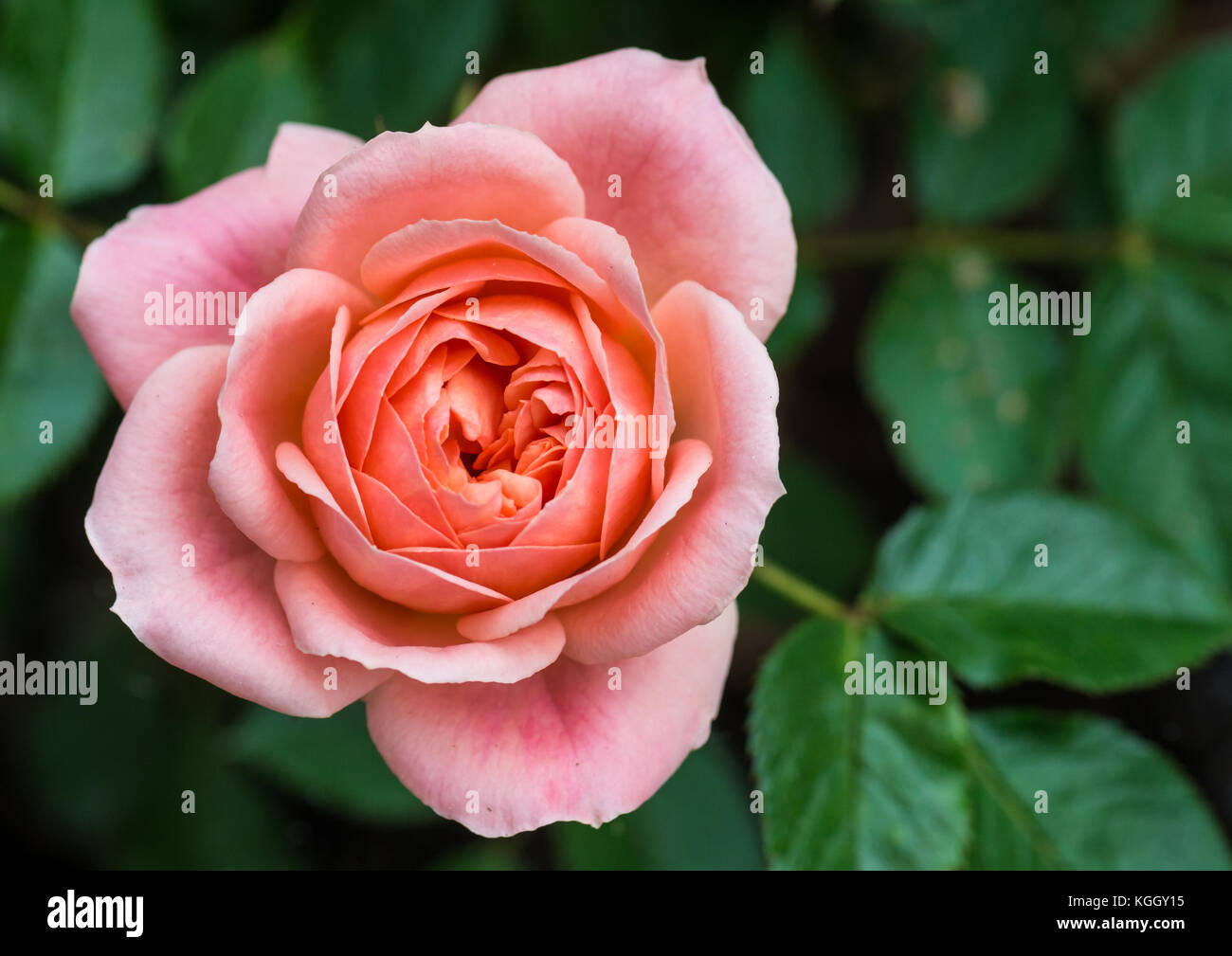 Macro pink rose hi-res stock photography and images - Alamy