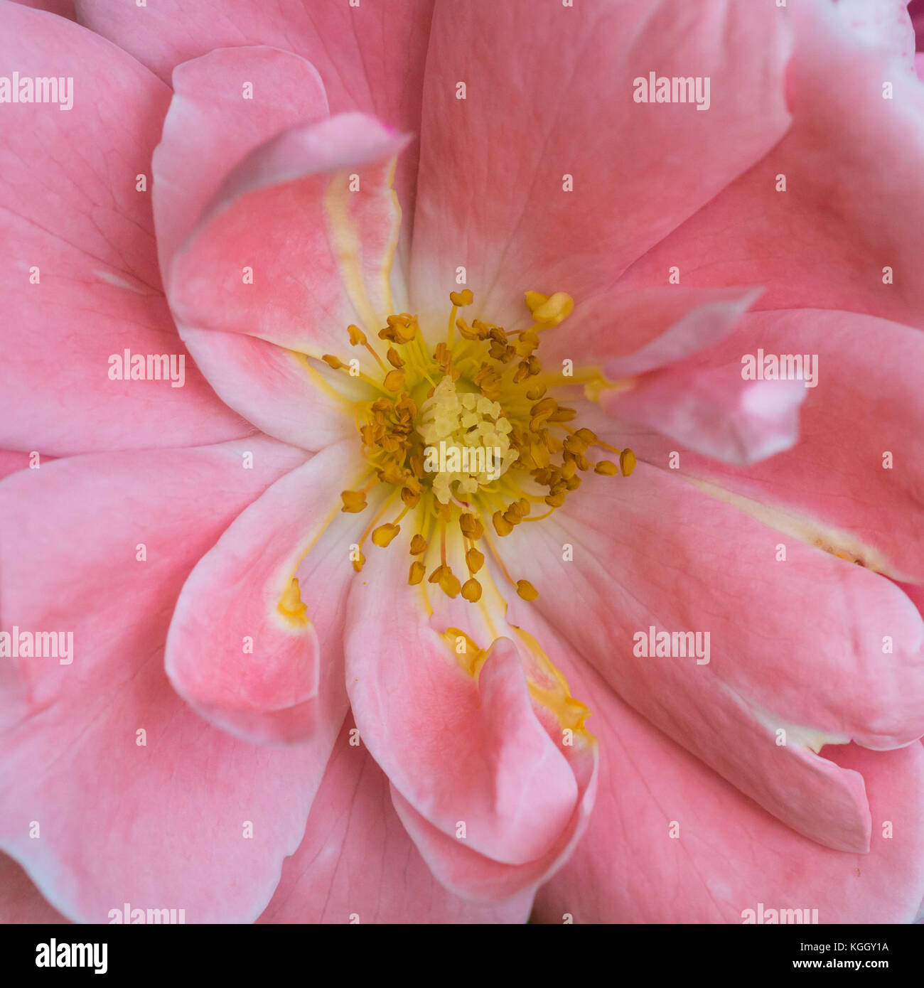 Elizabeth rosa hi-res stock photography and images - Alamy