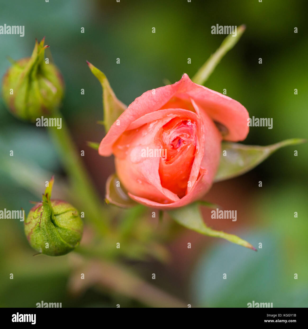 Rosa sweet dream hi-res stock photography and images - Alamy