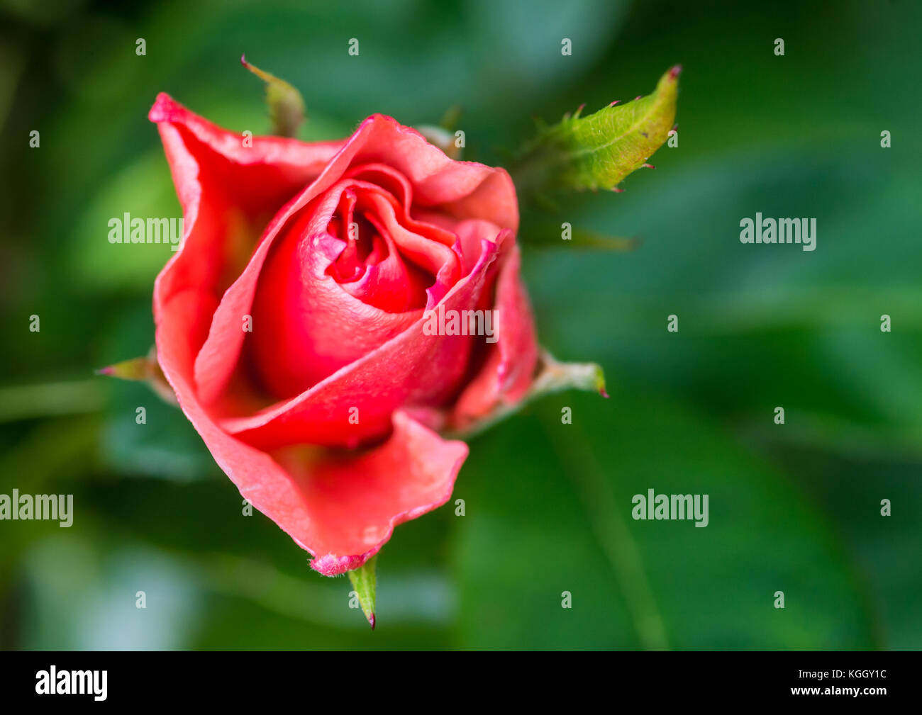 Elizabeth rosa hi-res stock photography and images - Alamy