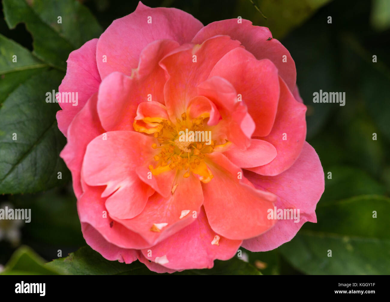 Rose Queen Elizabeth Stock Photos & Rose Queen Elizabeth Stock Images ...