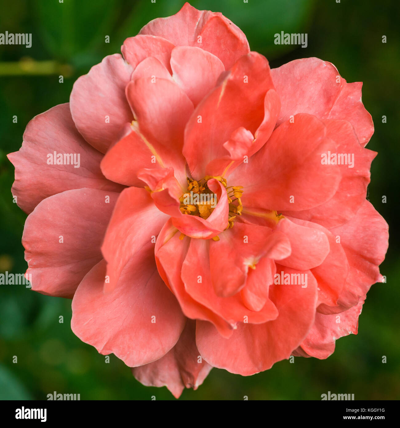 Queen elizabeth rose hi-res stock photography and images - Alamy