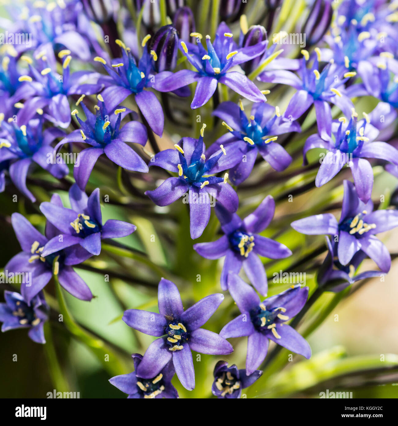 Portuguese National Flower