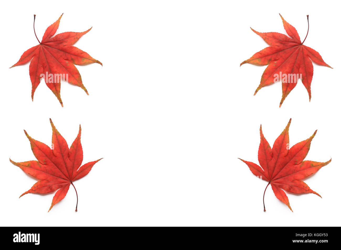 Orange japanese maple Cut Out Stock Images & Pictures - Alamy