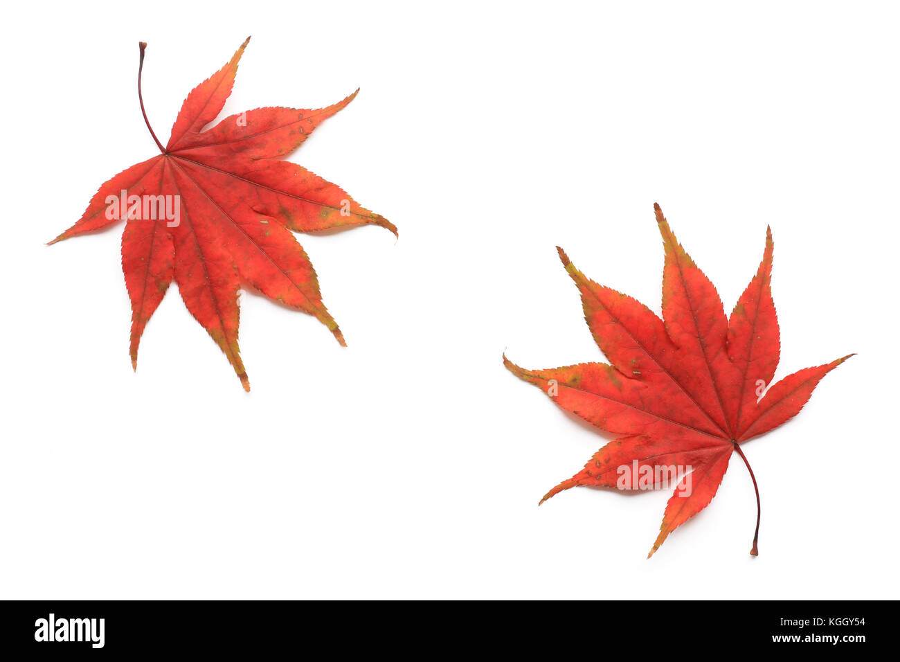 Japanese red maple leaf isolated Stock Photo - Alamy
