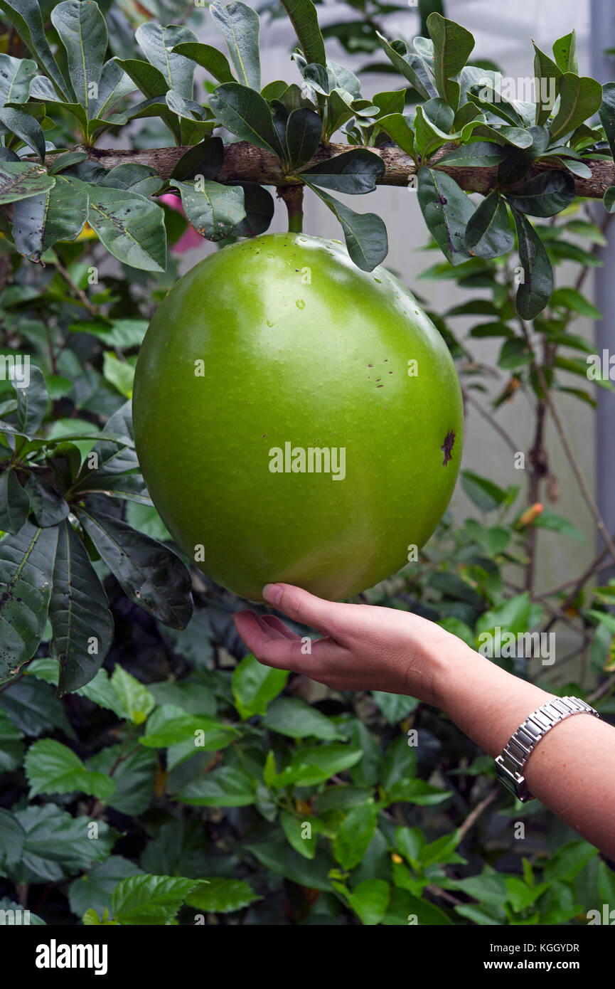 Calabazo fruit (Crescentia cujete Stock Photo - Alamy