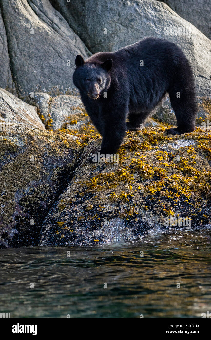 Black bear (Ursus americanus) standing along a cliff at low tide in ...