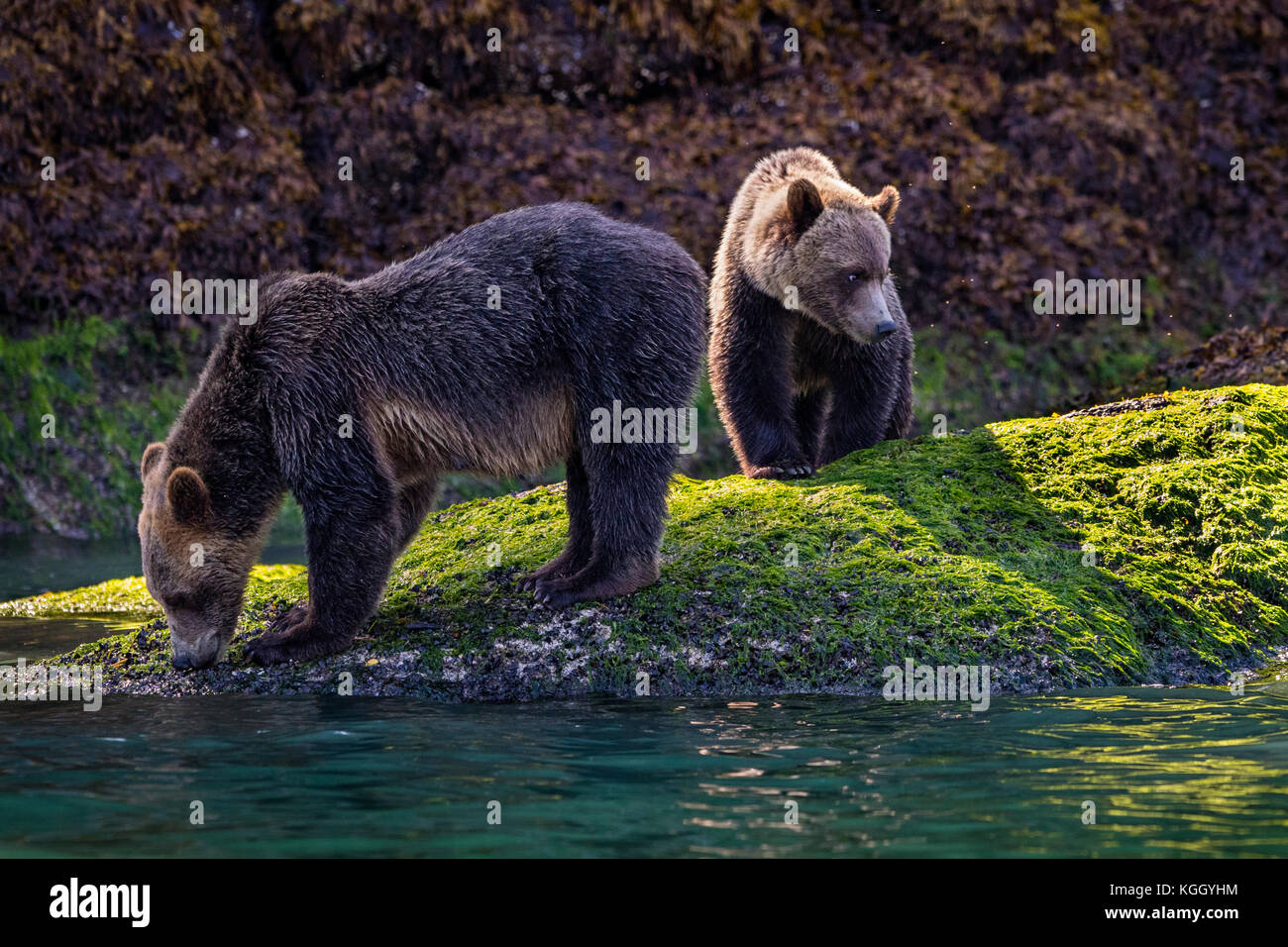 Knight inlet bears hi-res stock photography and images - Alamy