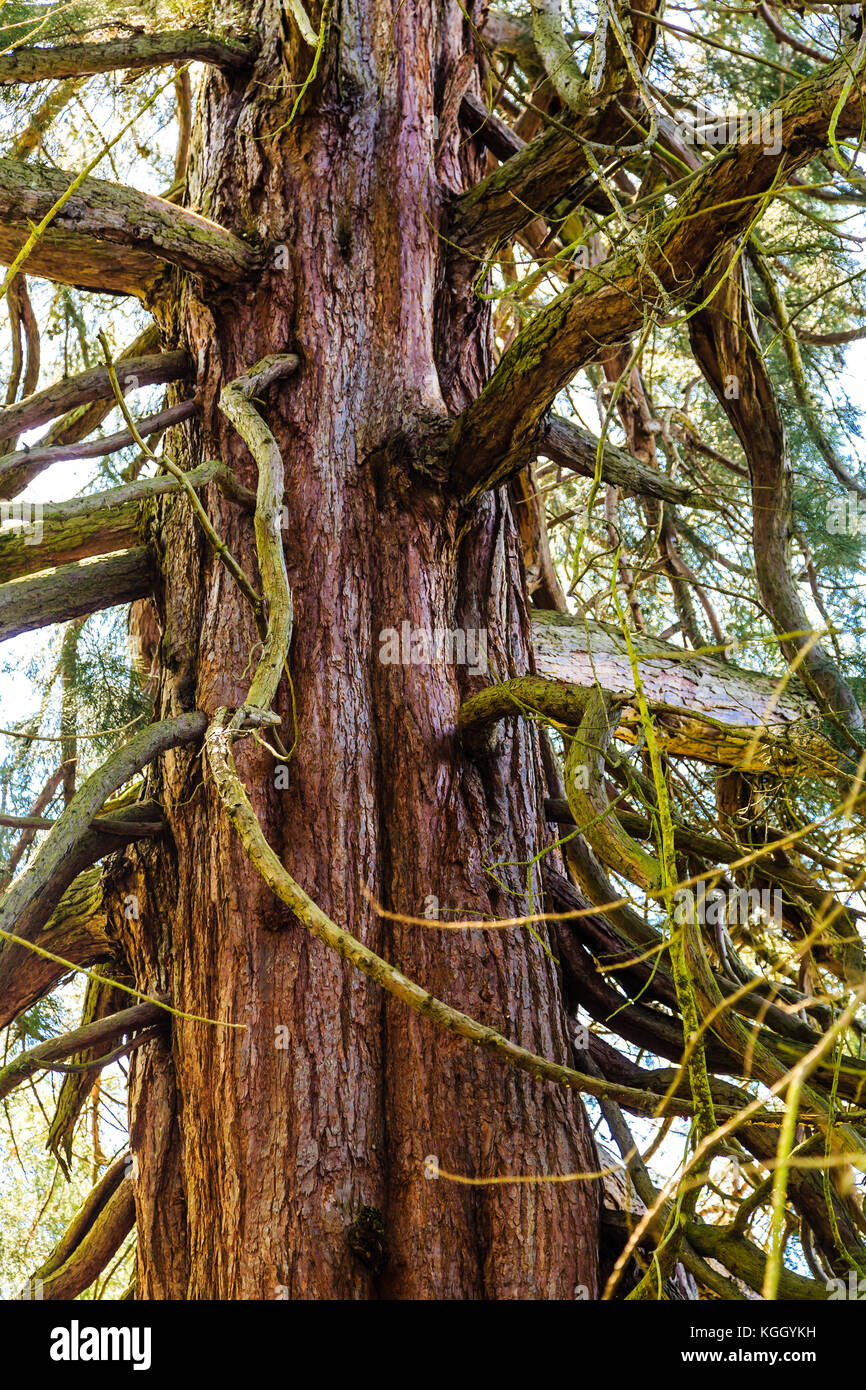 Old Redwood Tree Trunk with Gnarled Limbs Stock Photo - Alamy