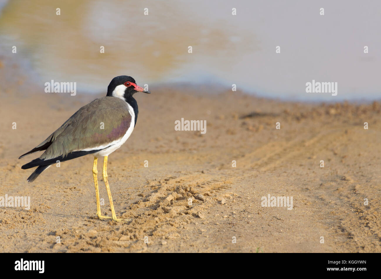 red wattled lapwing (Vanellus indicus) on the road Stock Photo - Alamy