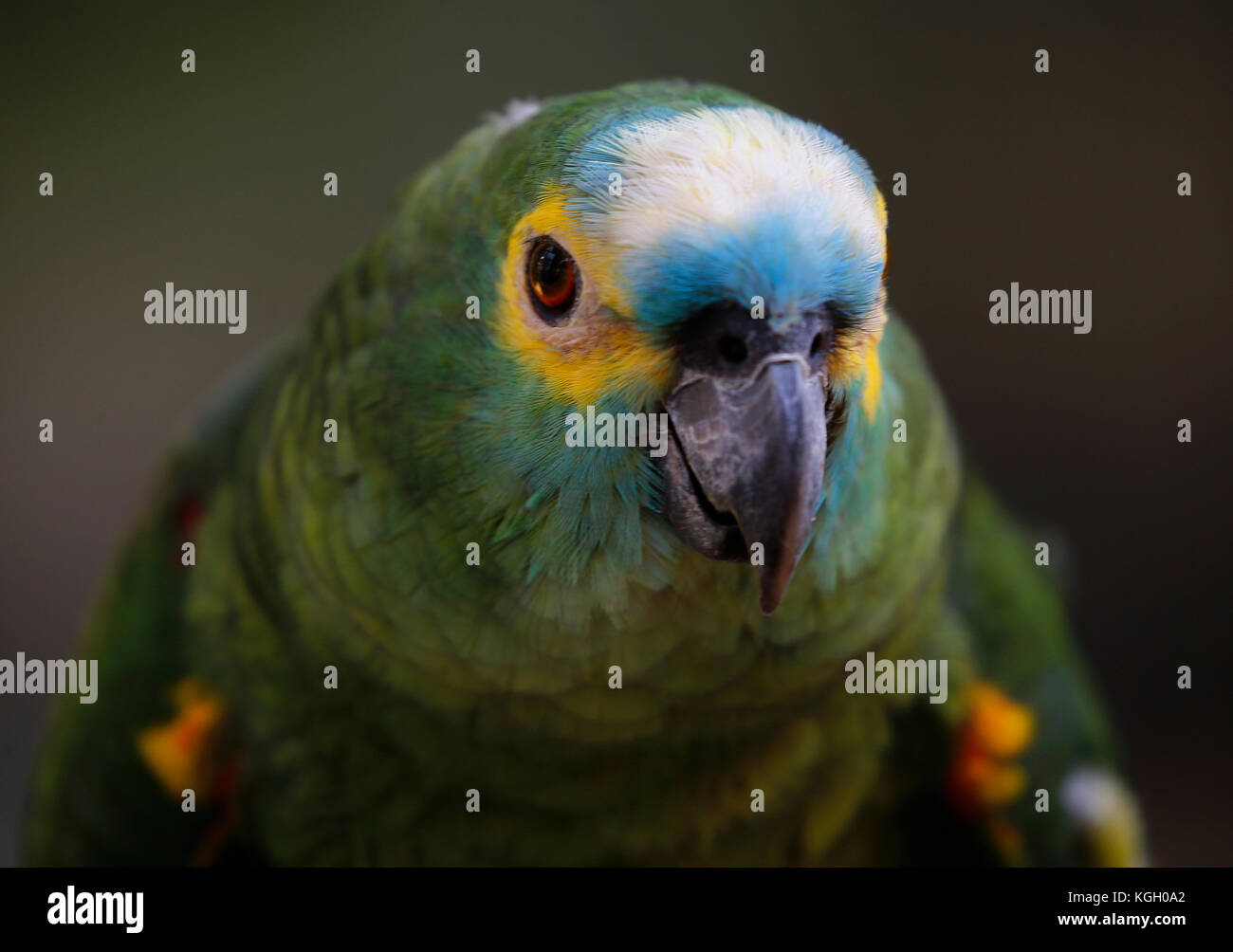 Parrot in Kuala Lumpur Bird Park, Malaysia Stock Photo - Alamy