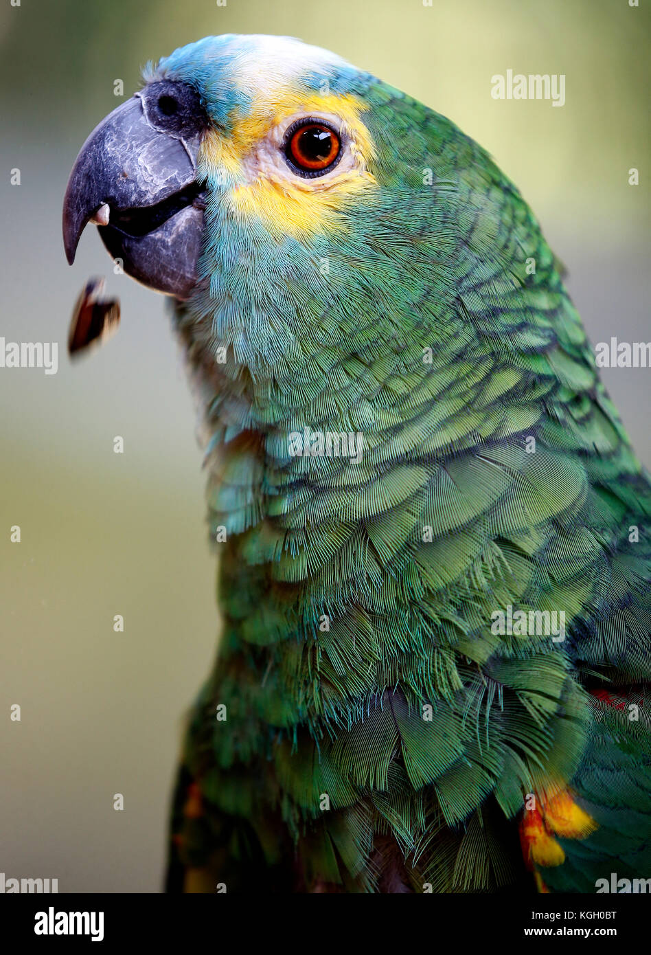Parrot in Kuala Lumpur Bird Park, Malaysia Stock Photo - Alamy