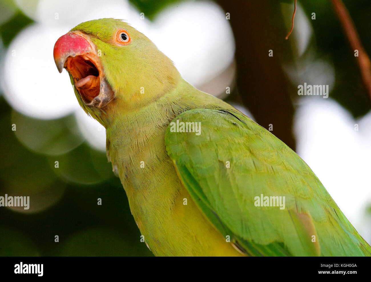 Parrot in Kuala Lumpur Bird Park, Malaysia Stock Photo - Alamy