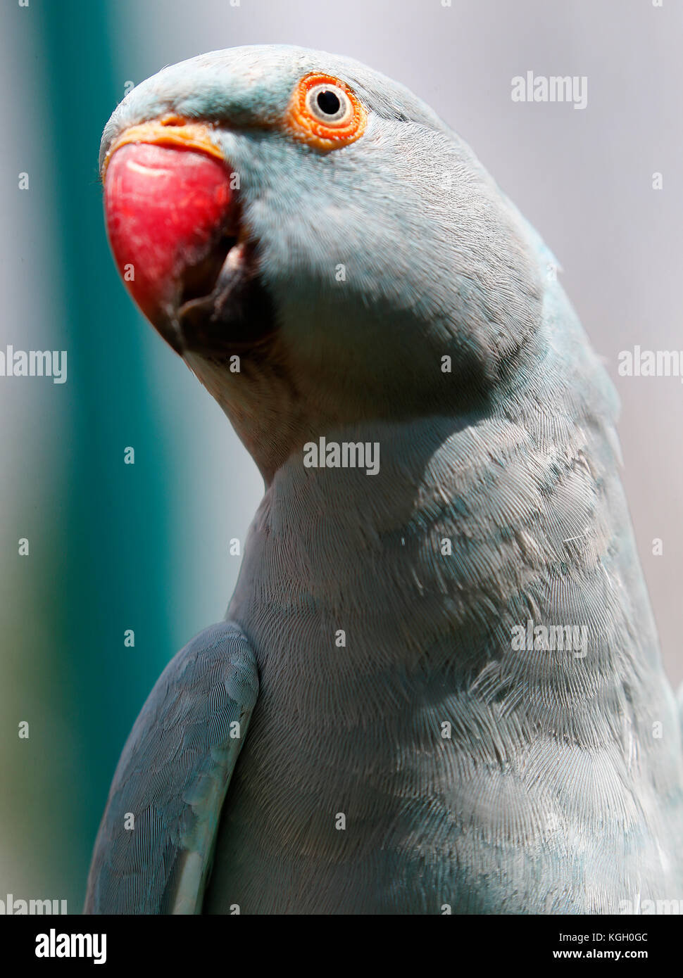 Parrot in Kuala Lumpur Bird Park, Malaysia Stock Photo - Alamy