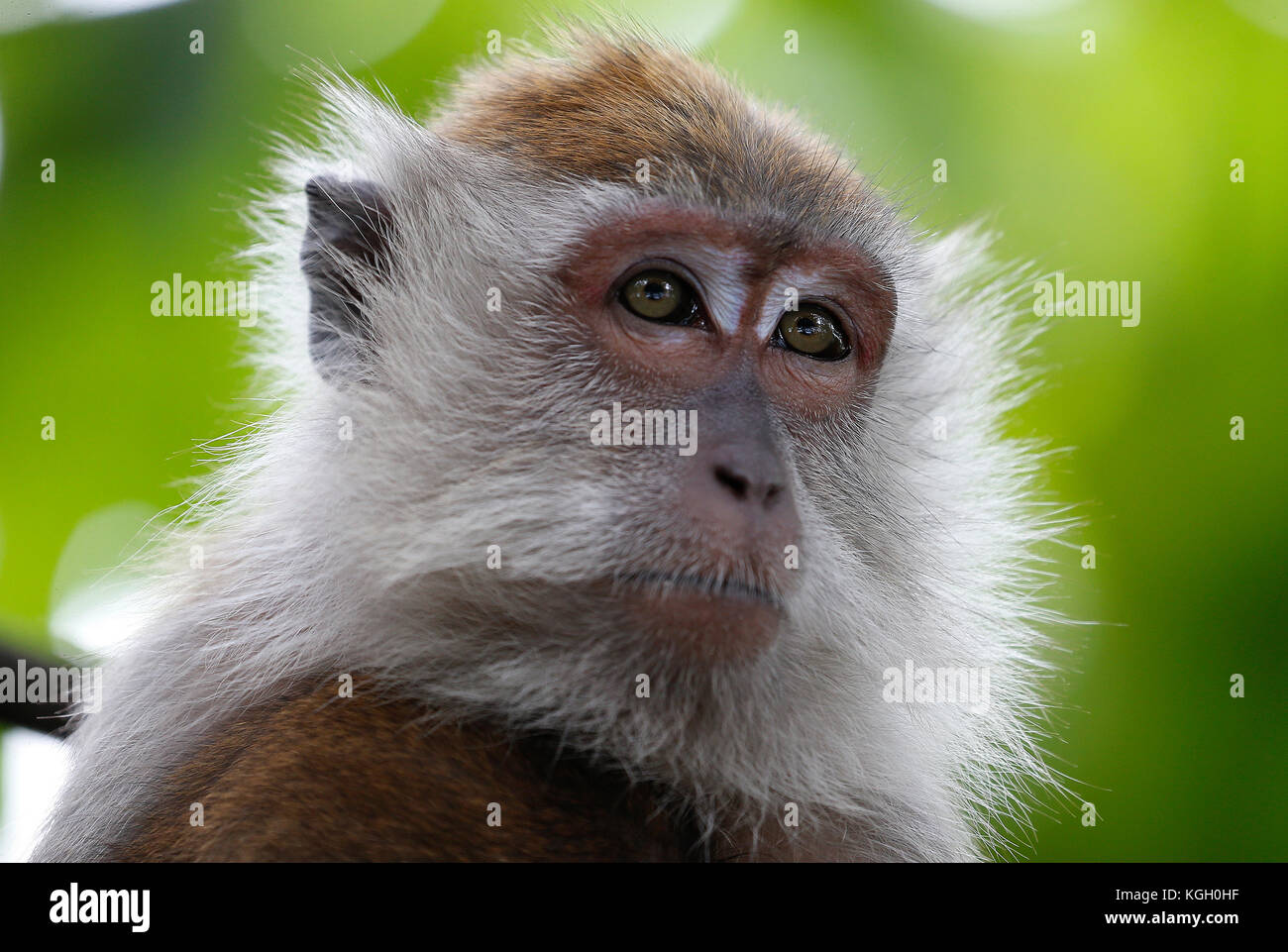 Monkey near Kuala Lumpur Bird Park, Malaysia Stock Photo - Alamy