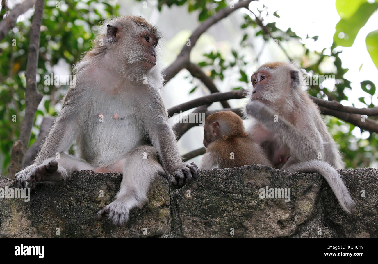 Monkey and child near Kuala Lumpur Bird Park, Malaysia Stock Photo - Alamy